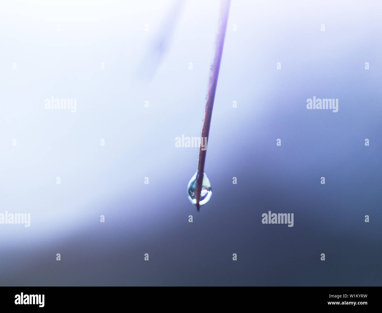 Water droplet hanging on a thorn after the rain Stock Photo - Alamy