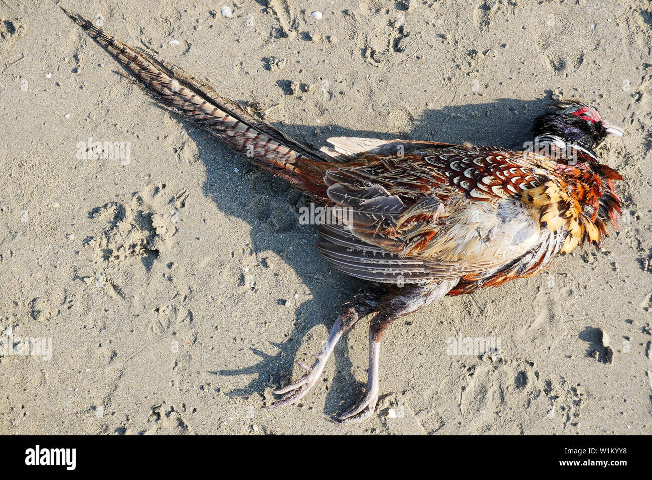 Dead pheasant laying on the sand beach, Le Crotoy, Bay de Somme, Somme ...