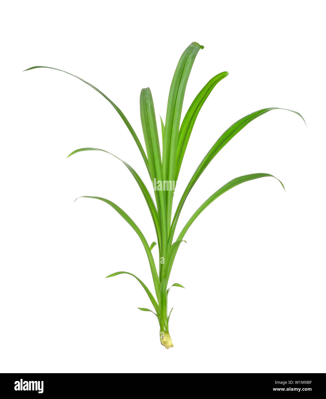 pandan isolated on white background Stock Photo - Alamy
