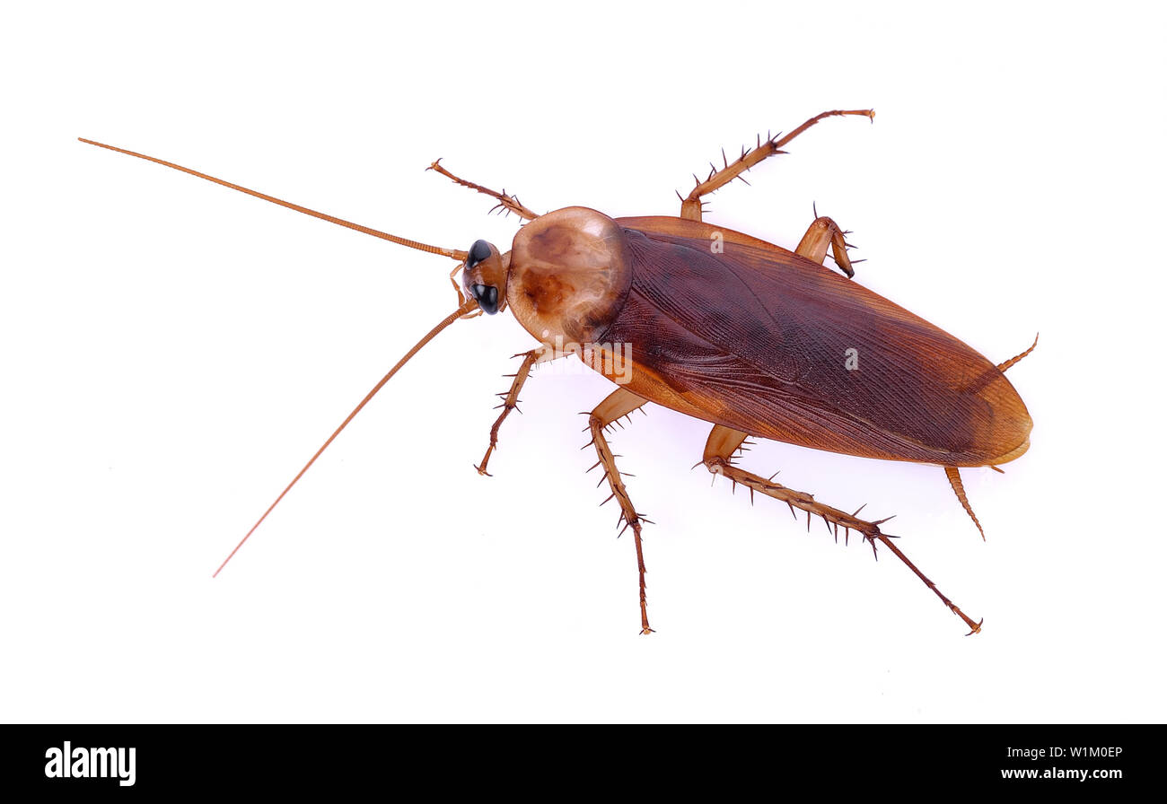 Cockroachs on a white background. Top view Stock Photo - Alamy