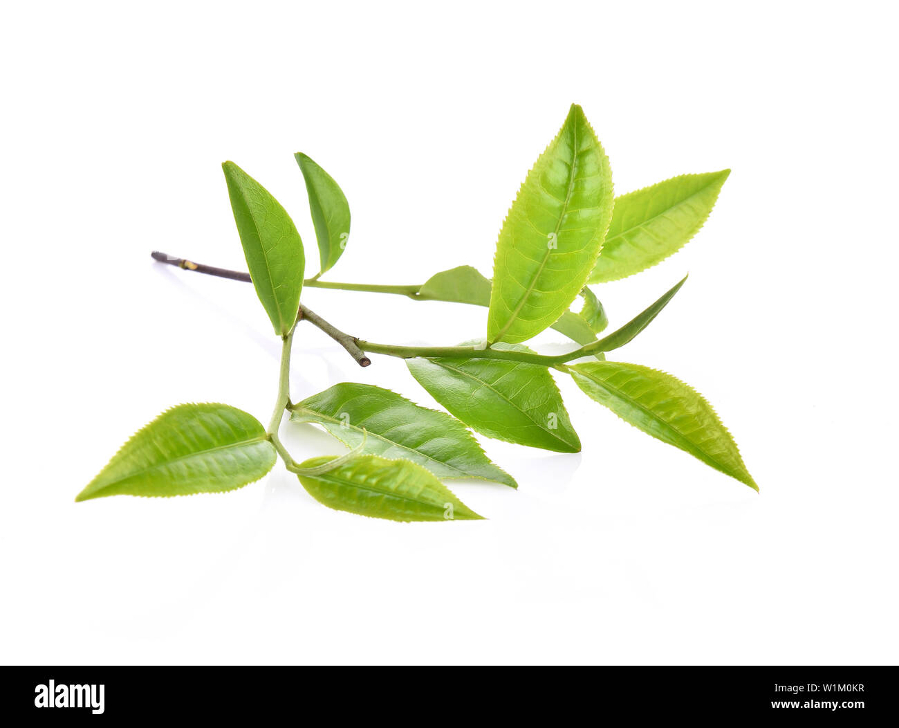 Green tea leaf isolated on white background Stock Photo - Alamy