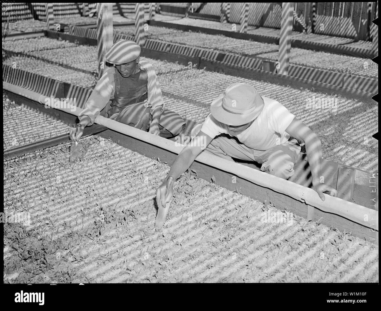 Woodland gardening Black and White Stock Photos & Images - Alamy