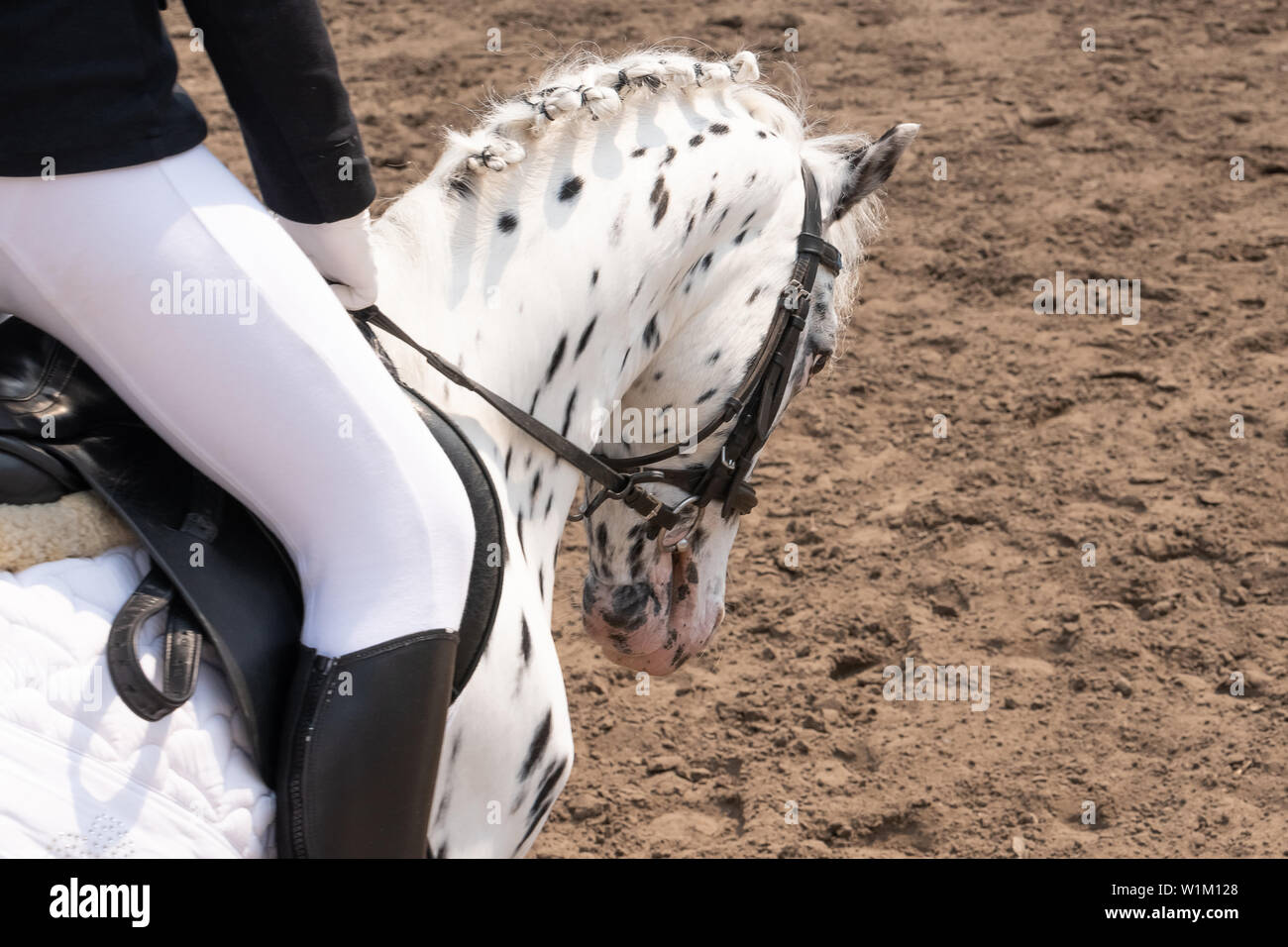 description: horse training in the stable. Head close-up Stock Photo ...