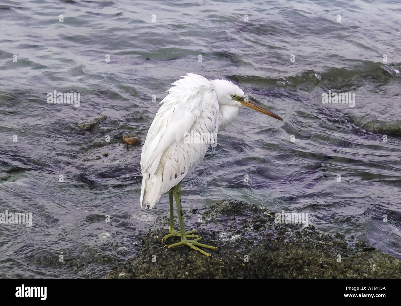 Southern white egret hi-res stock photography and images - Alamy