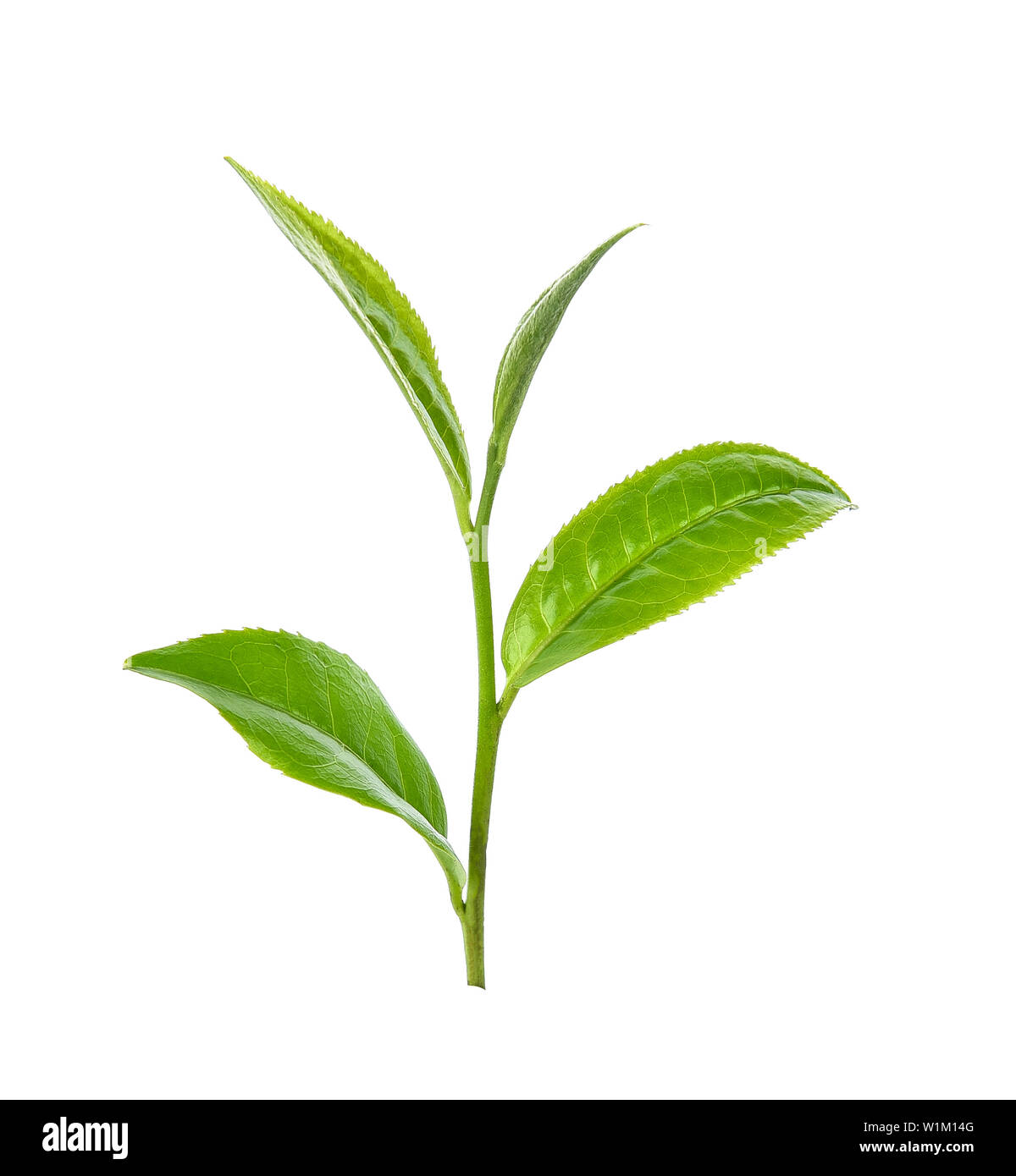 Green tea leaf on white background Stock Photo - Alamy