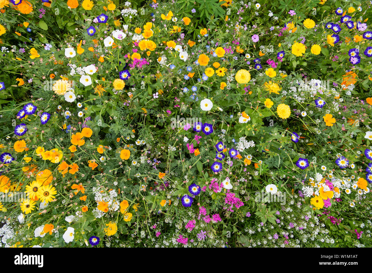 Beautiful colours of flowers hi-res stock photography and images - Alamy