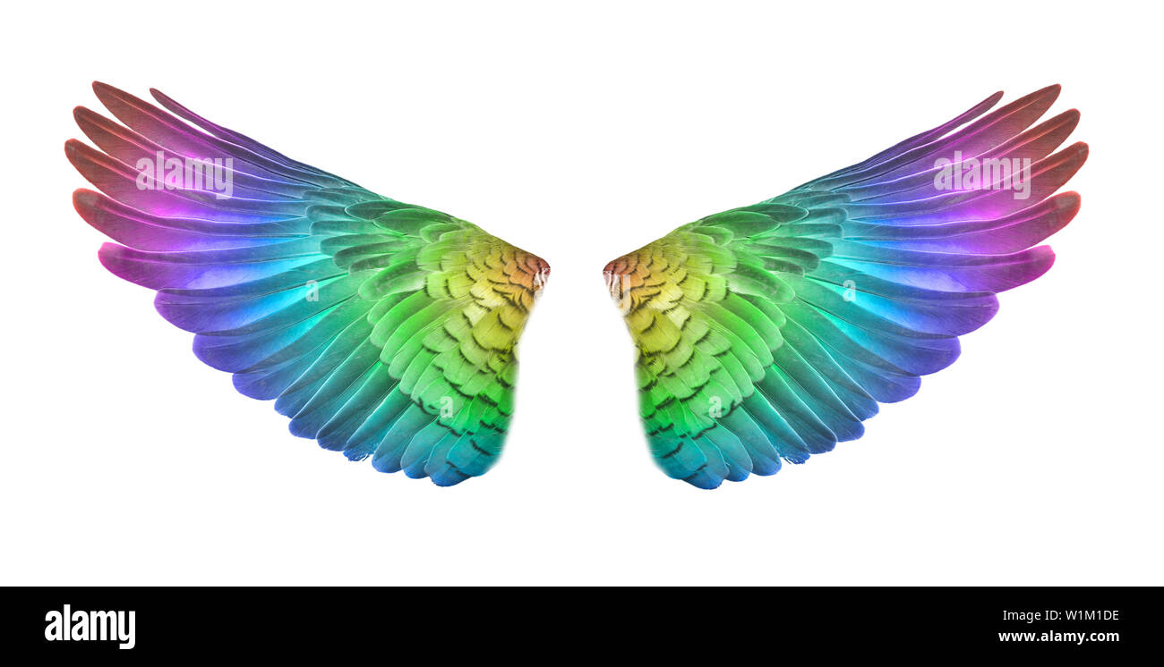 Colorful Wings