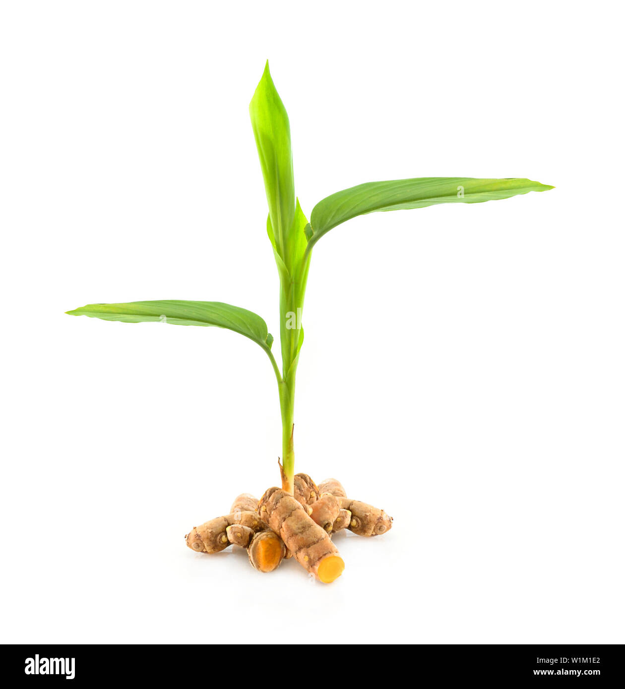 turmeric isolated on white background Stock Photo - Alamy