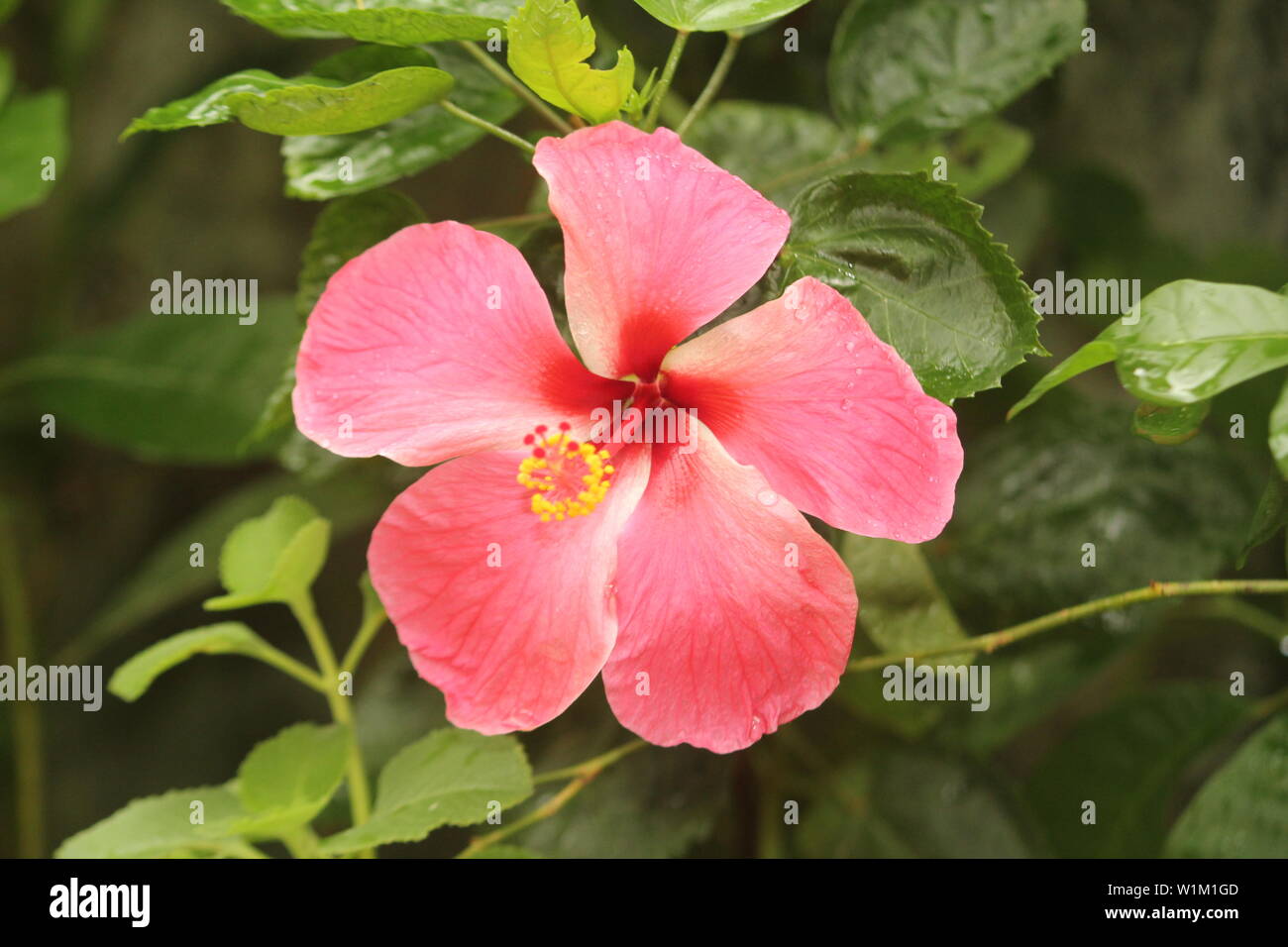 Chembarathi flower hi-res stock photography and images - Alamy