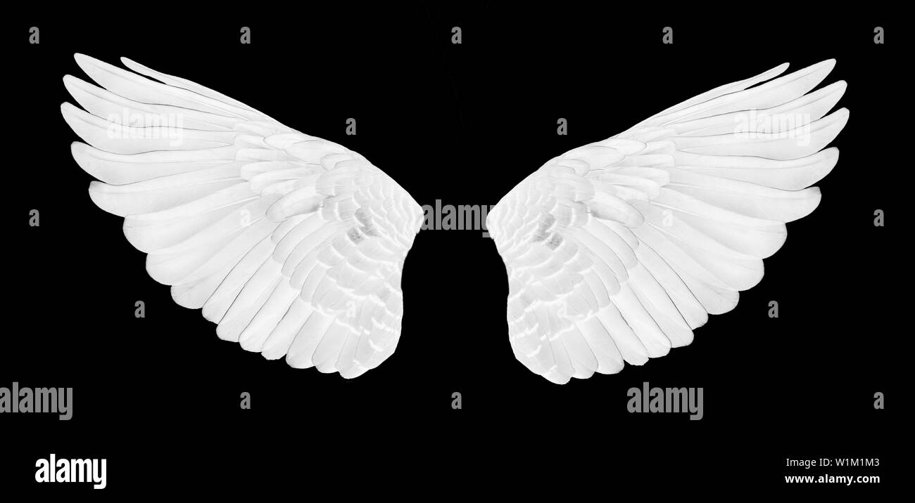 Pinion Joint Bird at Angela Rich blog