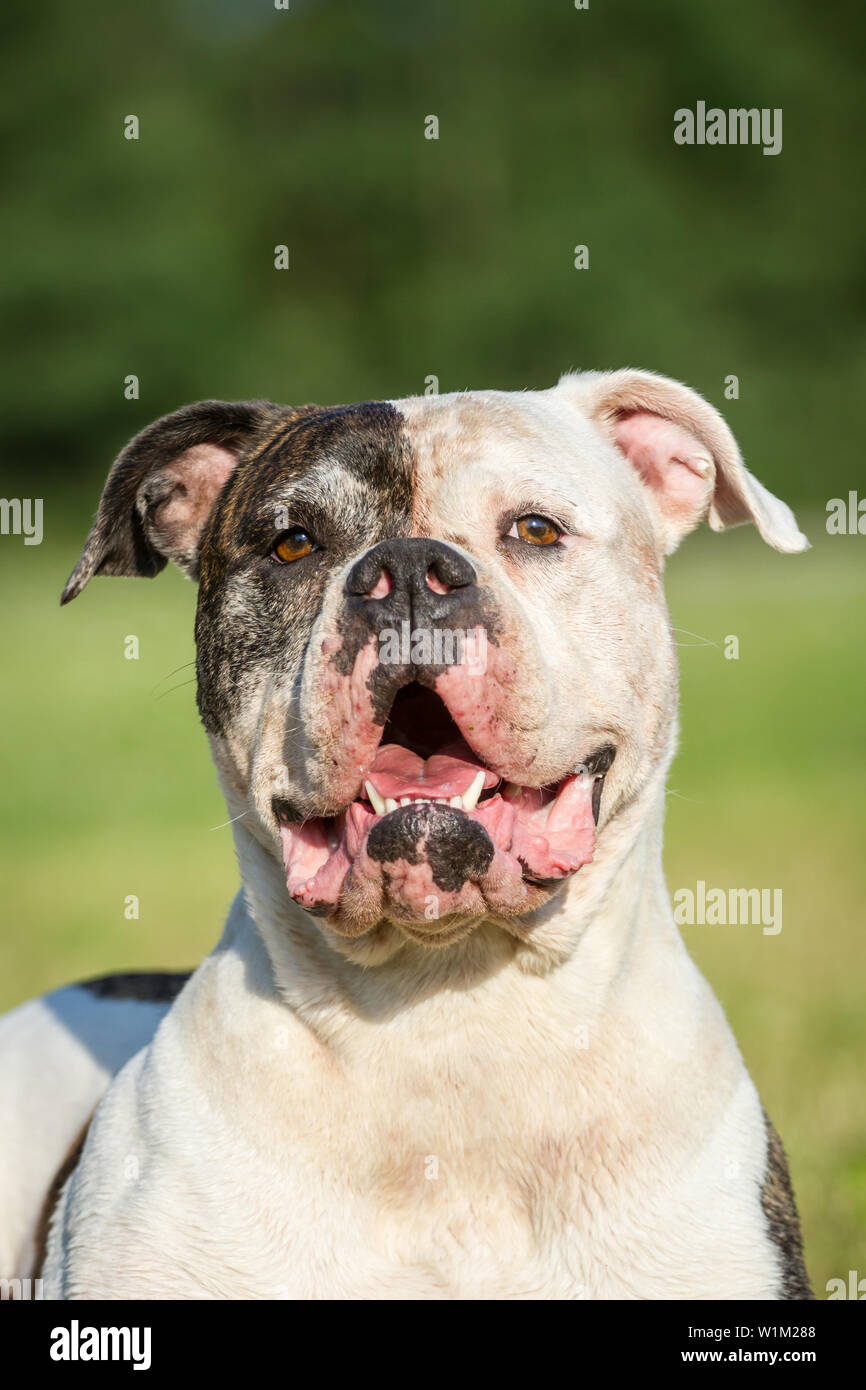 Head portrait of a white brindle American Bulldog female dog Stock ...