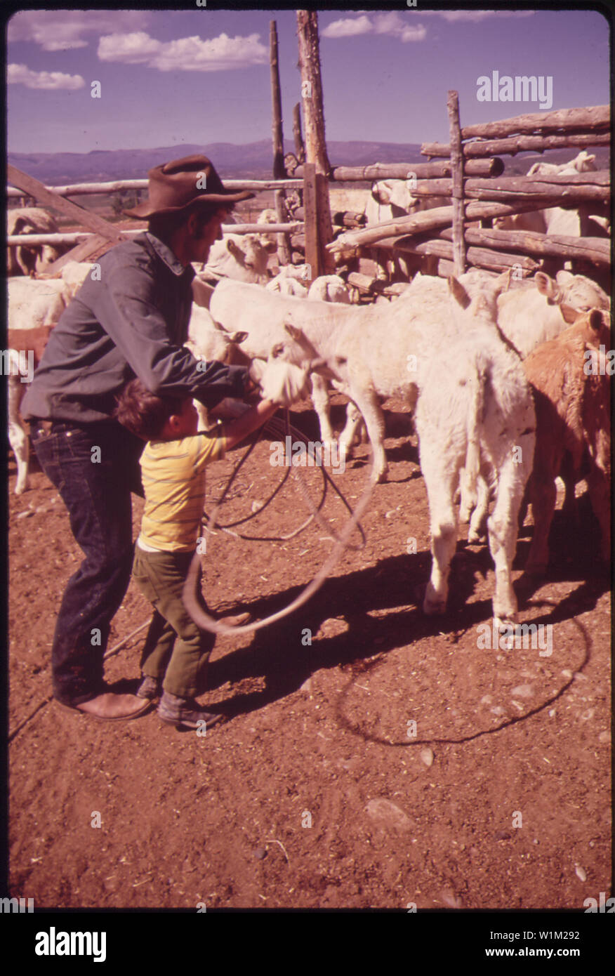 YOUNGSTER HELPS RANCH HAND WITH CALF-BRANDING Stock Photo - Alamy