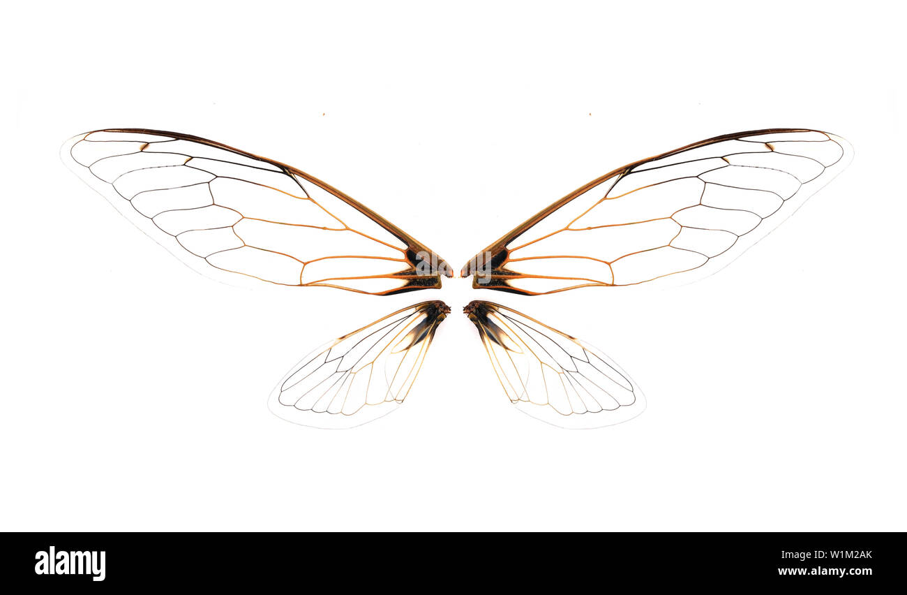 Wings of Insect cicada on white background Stock Photo - Alamy