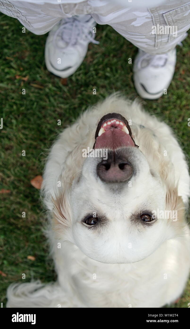 white dog gazing adoringly at owner Stock Photo - Alamy