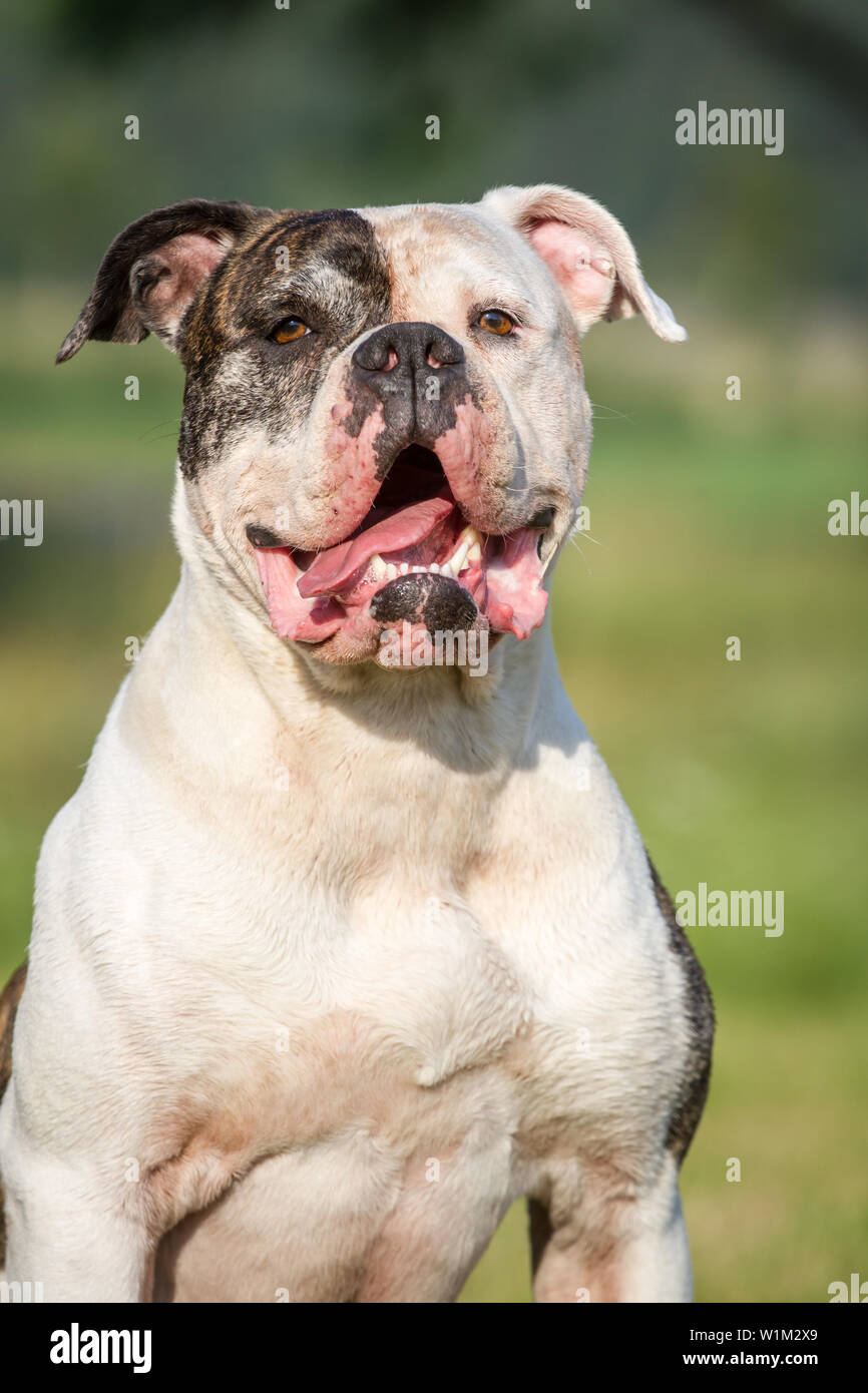 Head portrait of a white brindle American Bulldog female dog Stock ...