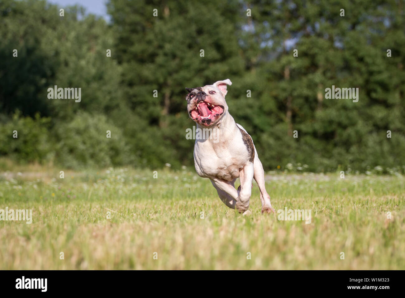 American Bulldog running Stock Photo - Alamy
