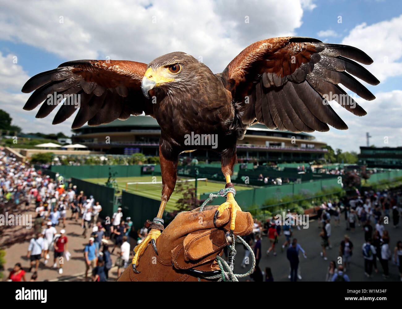 Rufus the Hawk, used by the All England Lawn Tennis and Croquet Club to ...