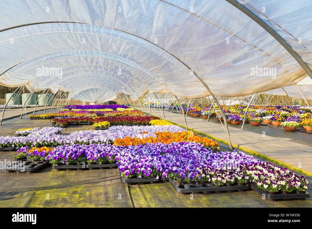 Plastic european greenhouse with path and colorful flourishing pansies ...