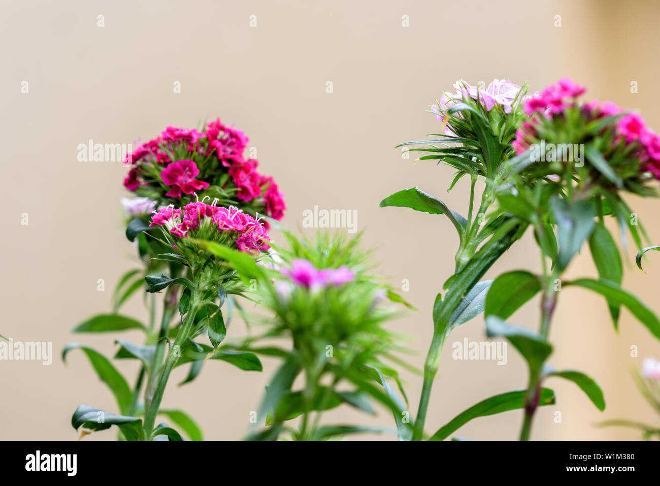 Pensies hi-res stock photography and images - Alamy
