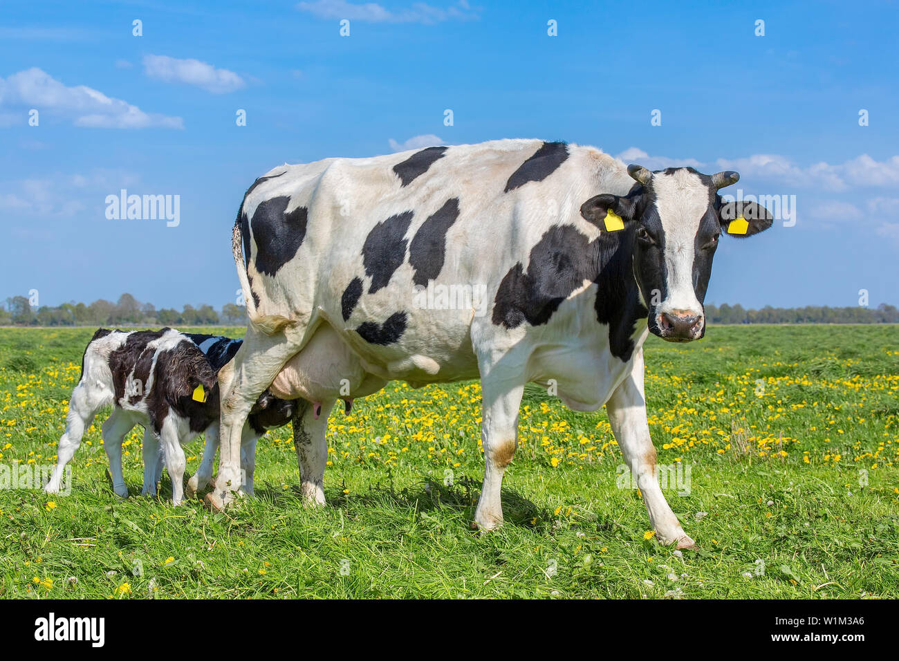 Cow Calf Drinking Milk Complete Guide To Milk Replacers | Manna Pro