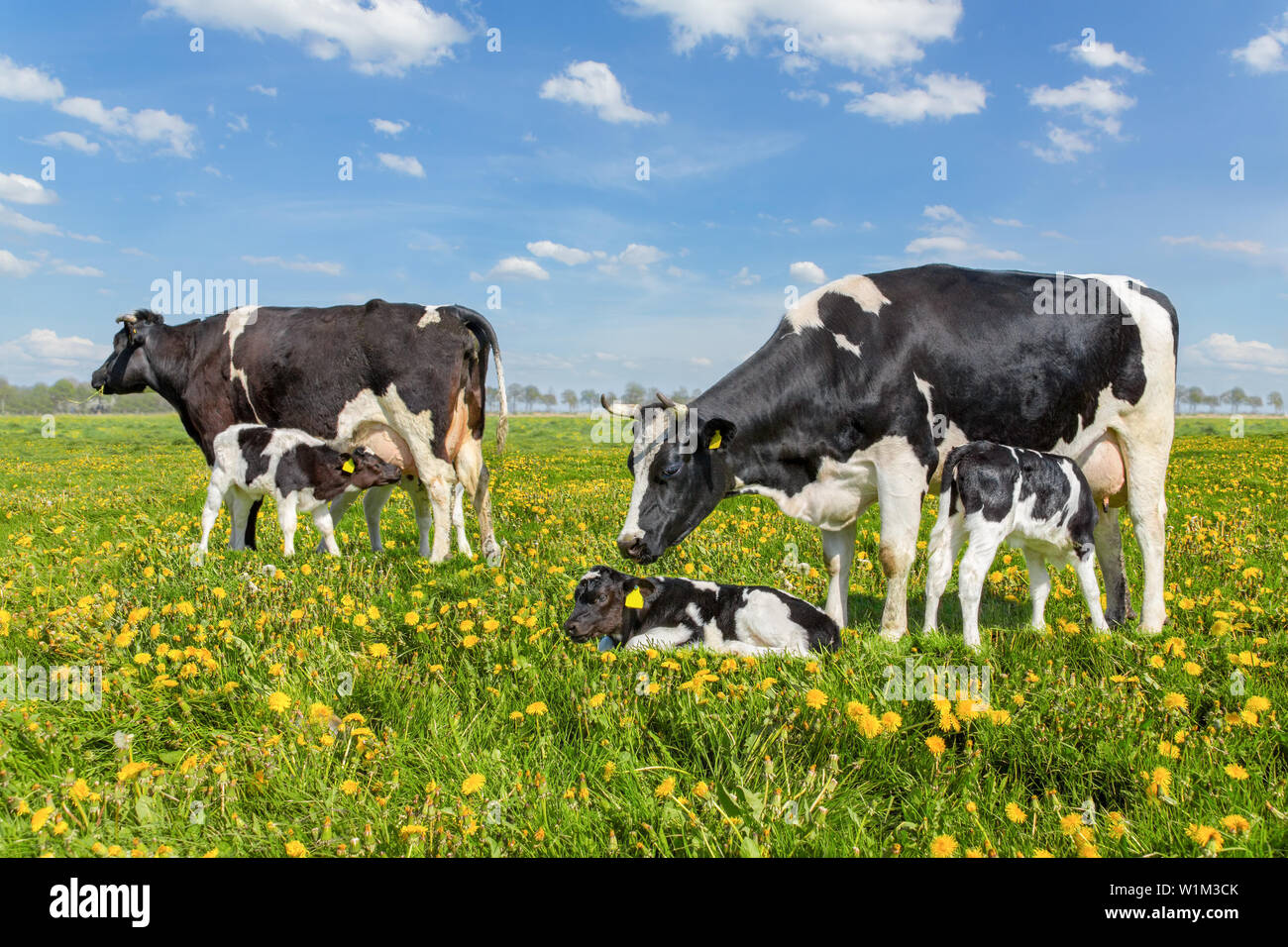 Two mother cows with drinking calves in european pasture Stock Photo ...