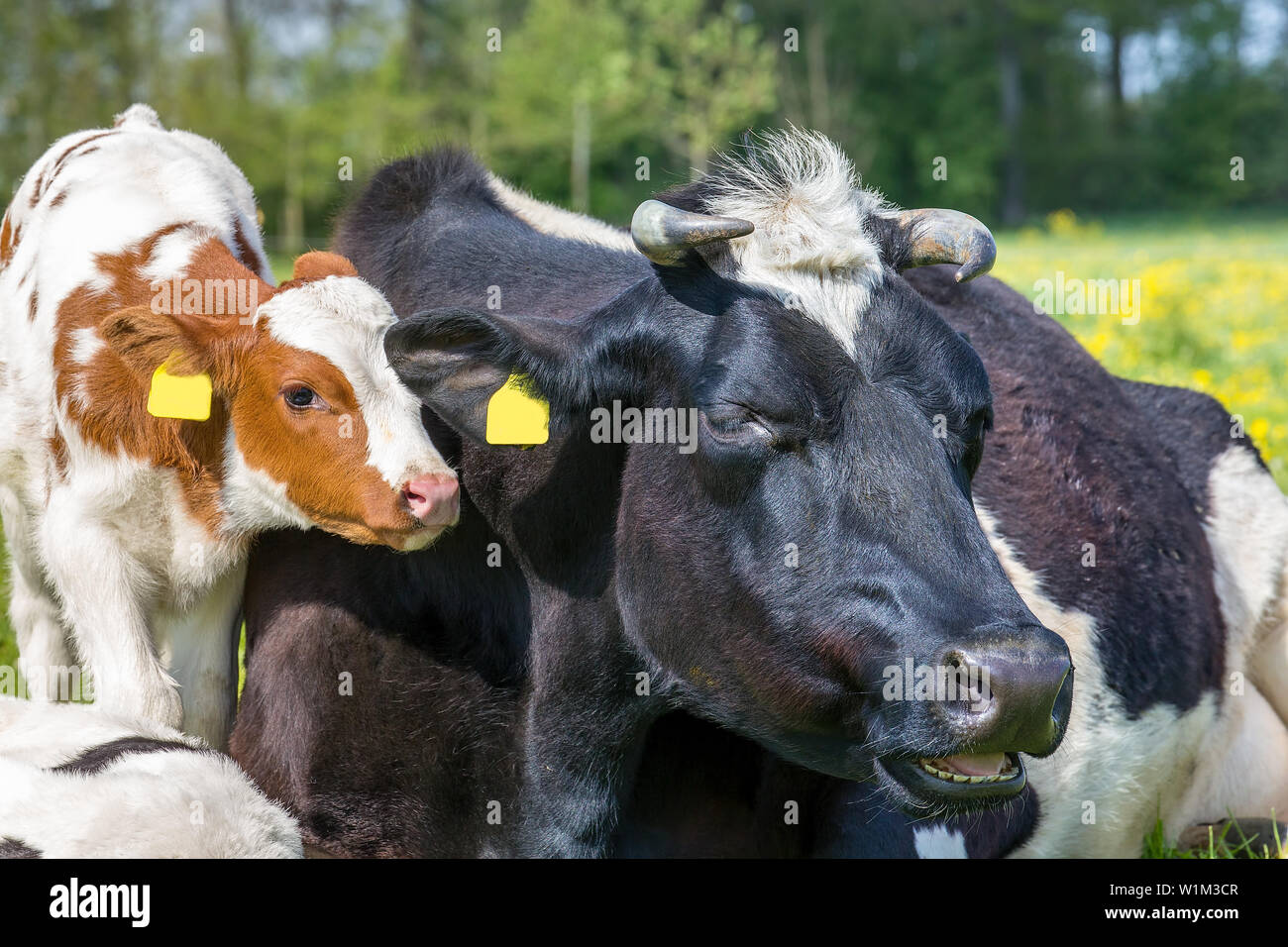 Mother cow with calf hi-res stock photography and images - Alamy