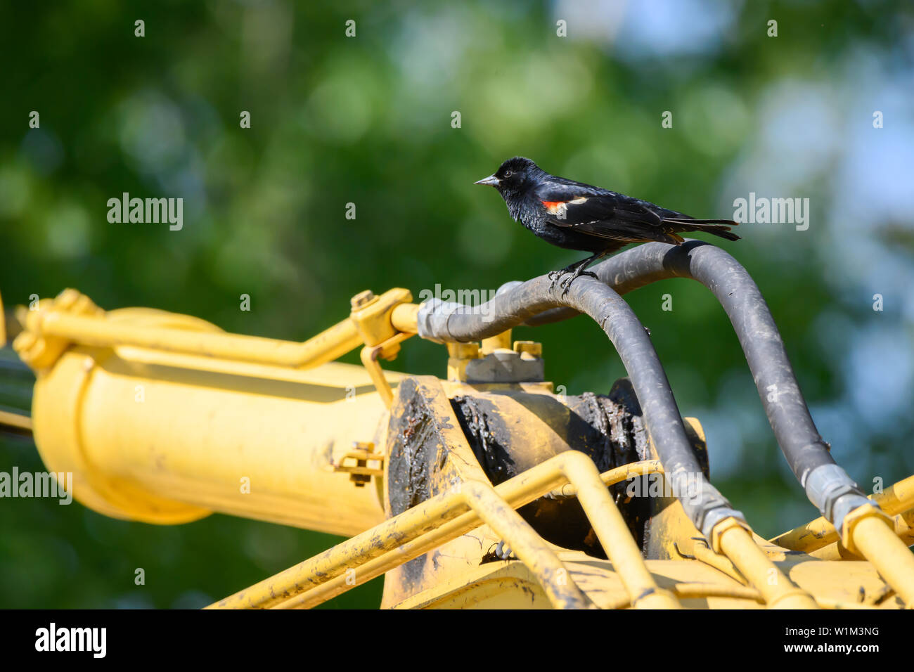 A Red-winged Blackbird perches atop an excavator at Toronto, Ontario's ...