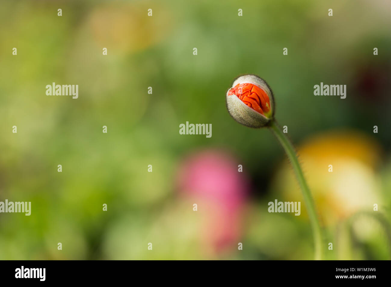 Blur leaf hi-res stock photography and images - Alamy