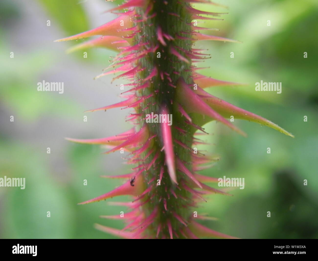 Leaf spine hi-res stock photography and images - Alamy