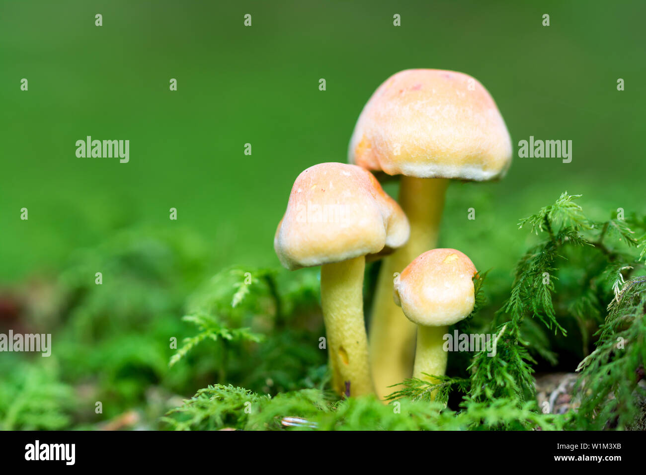 nature fungus mushroom toadstool food Stock Photo - Alamy