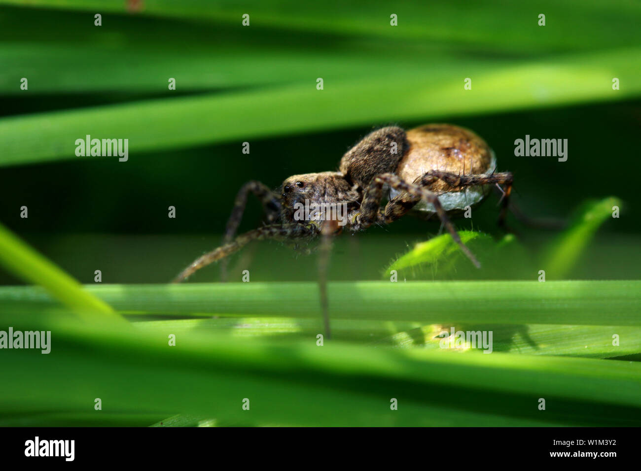 Insect egg sack hi-res stock photography and images - Alamy