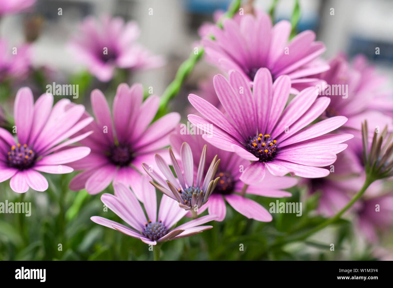 leaf garden flower blooming floral Stock Photo - Alamy