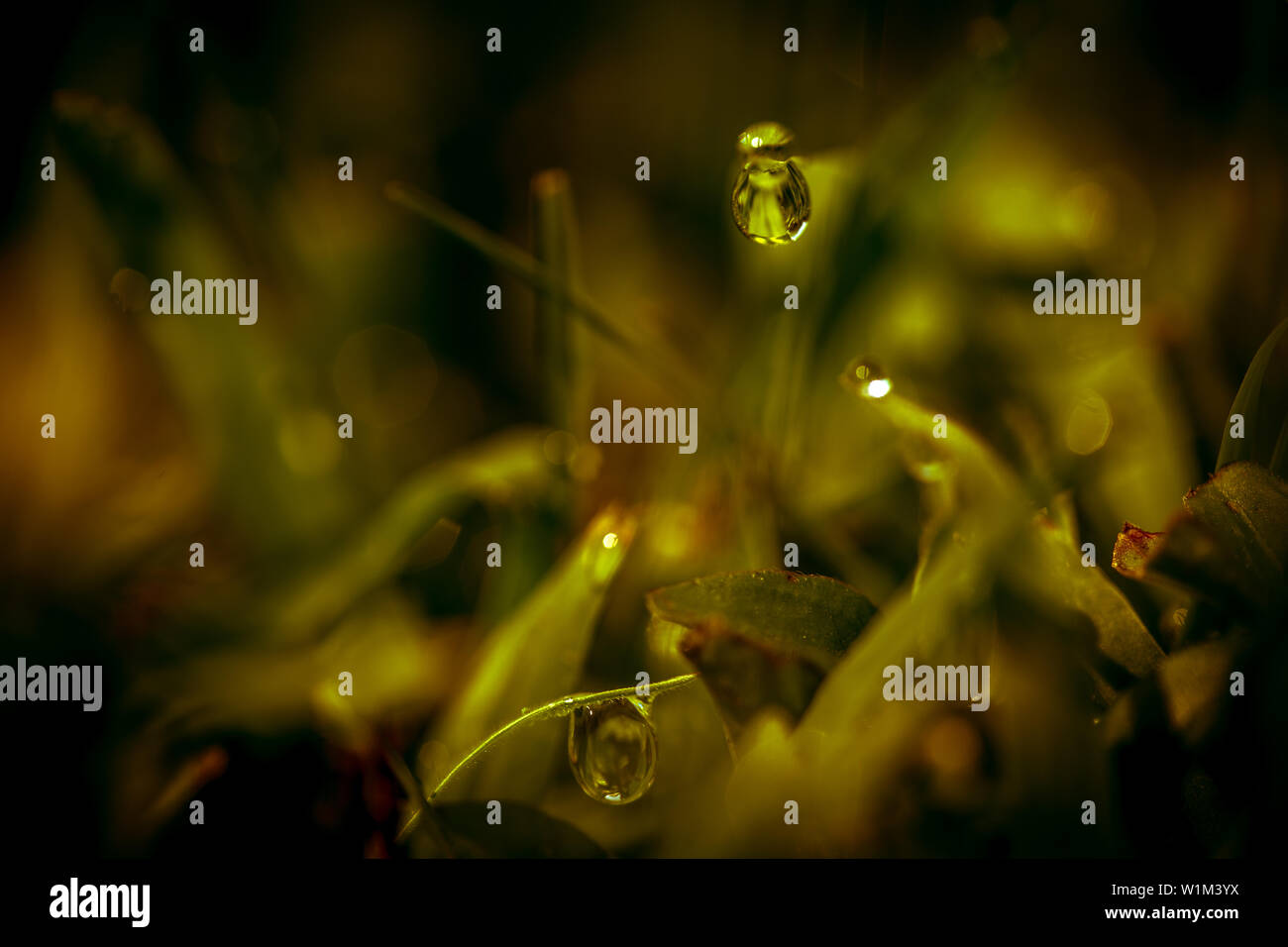 flower light blur color leaf Stock Photo - Alamy
