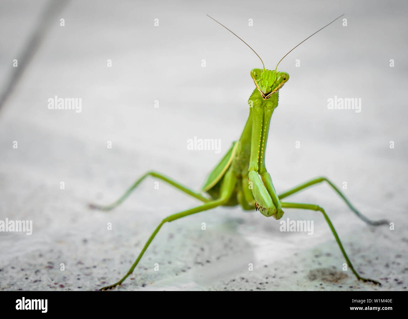 leaf outdoors mantis little wildlife Stock Photo - Alamy