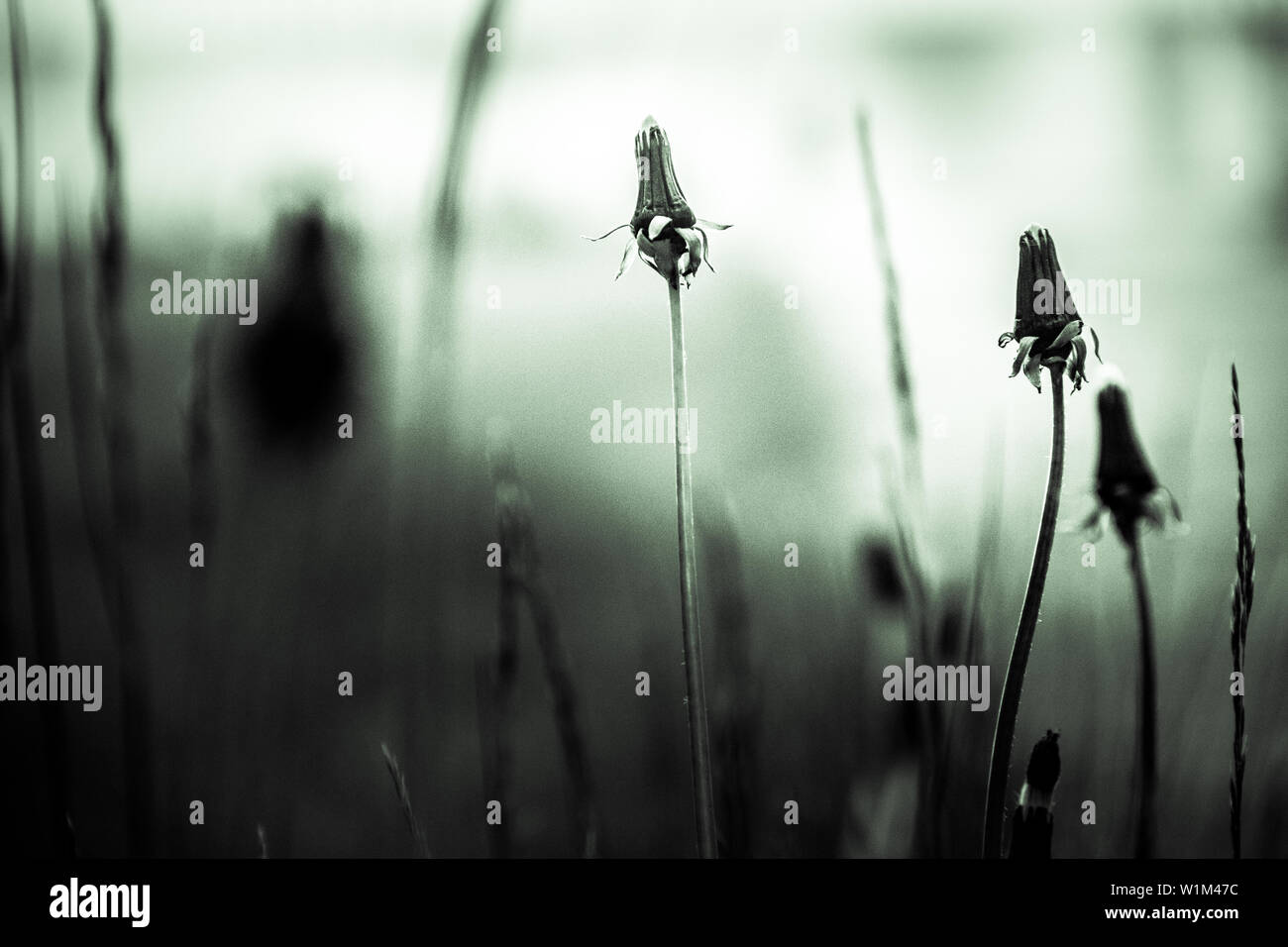 insect blur dof dawn monochrome Stock Photo - Alamy