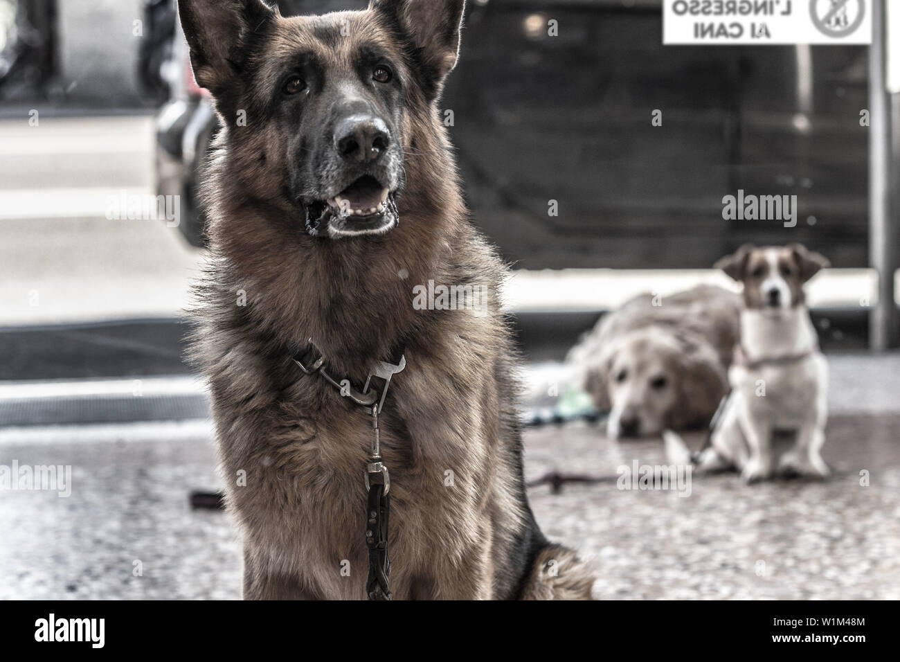 mammal obedience fur looking pet Stock Photo - Alamy