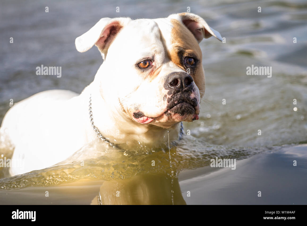 American Bulldog standing in the water Stock Photo - Alamy