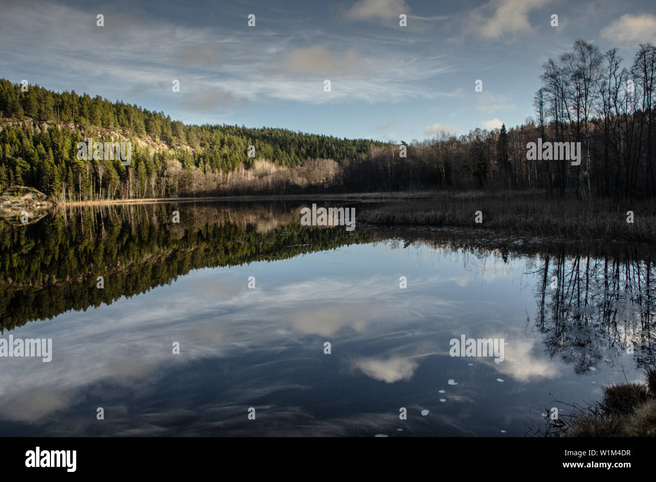 tree water dawn sky lake Stock Photo - Alamy