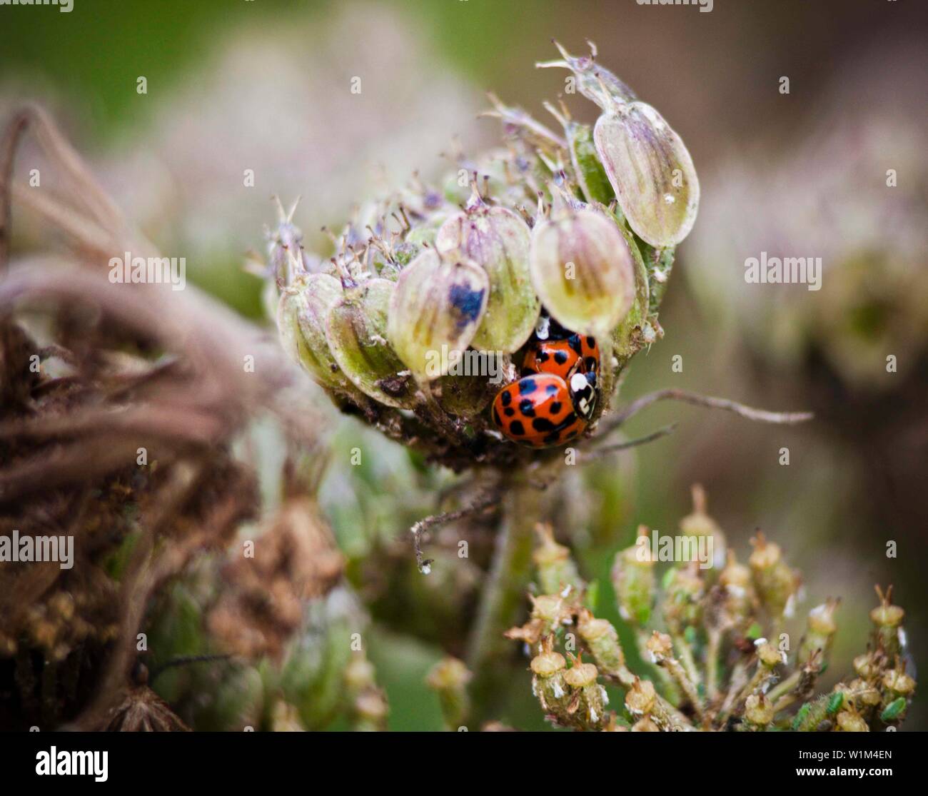 insect garden flora little wildlife Stock Photo - Alamy
