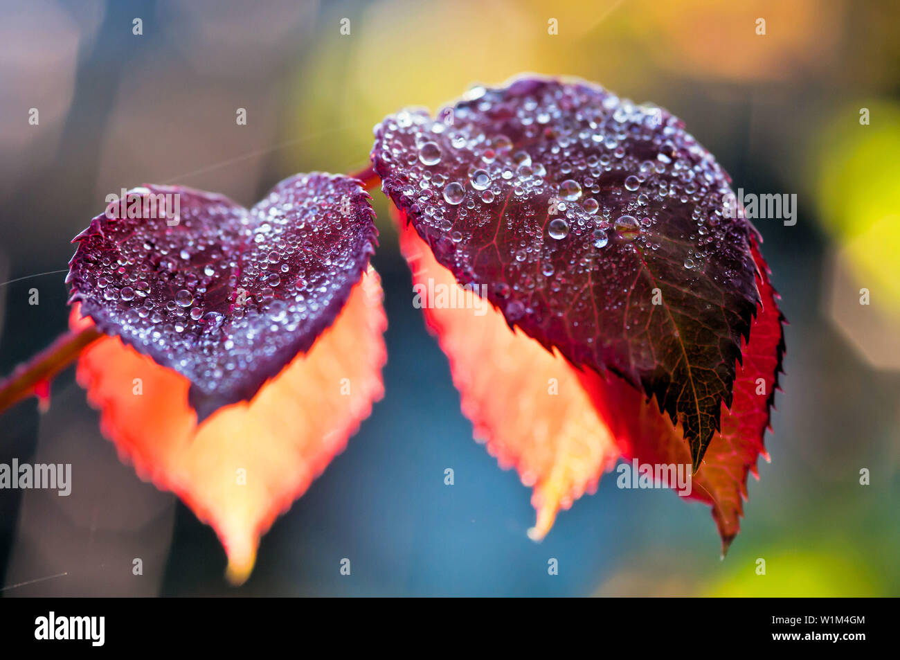 leaf fall nature rain Stock Photo - Alamy
