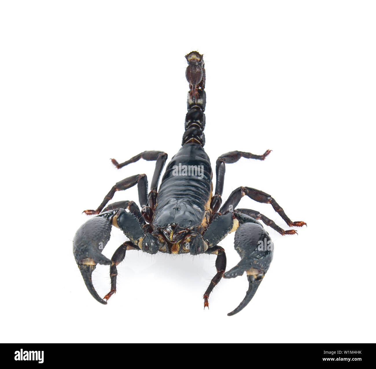 scorpion on white background Stock Photo - Alamy