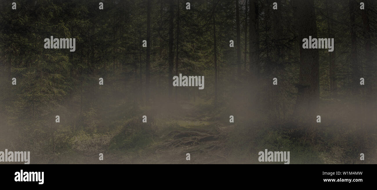 Mist wood hi-res stock photography and images - Alamy