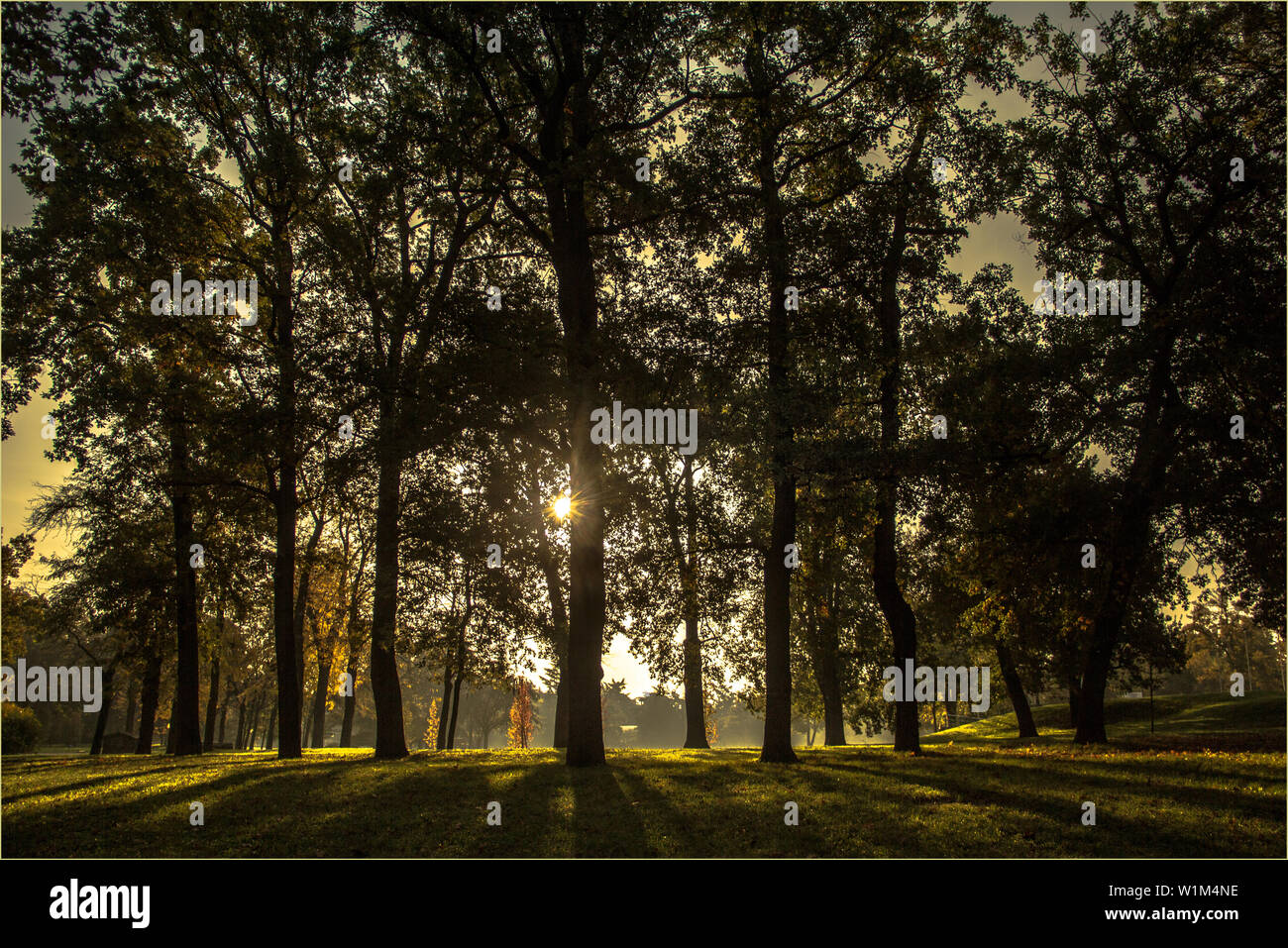 wood sun fall landscape tree Stock Photo - Alamy