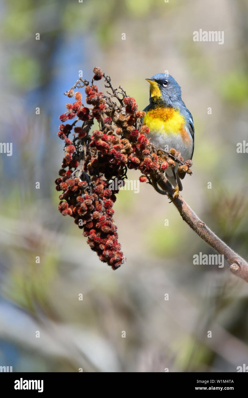 Migrating northern parula hi-res stock photography and images - Alamy