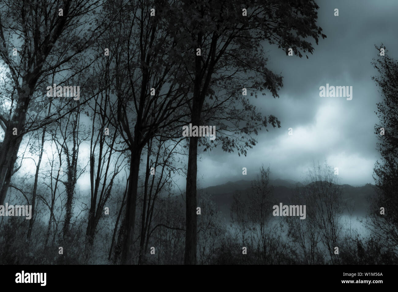 wood fall tree moody fog Stock Photo - Alamy