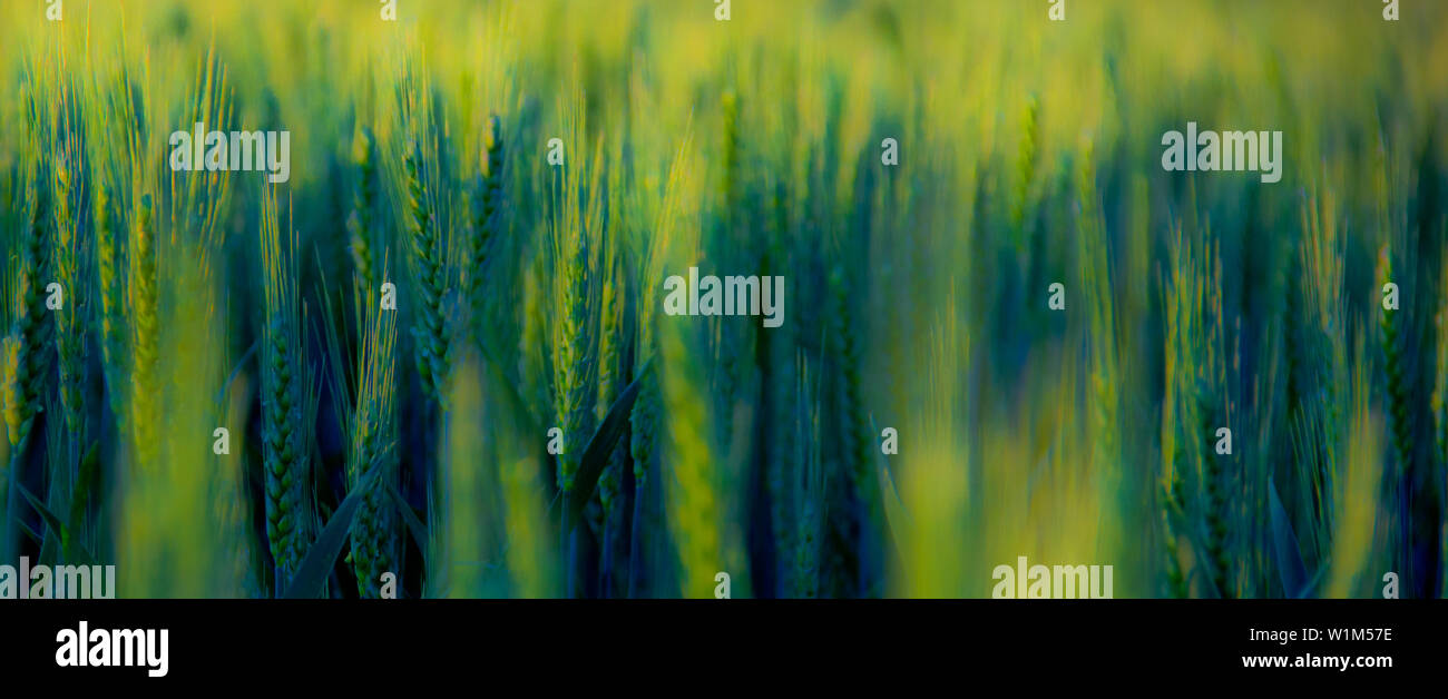 farm agriculture corn straw nature Stock Photo - Alamy