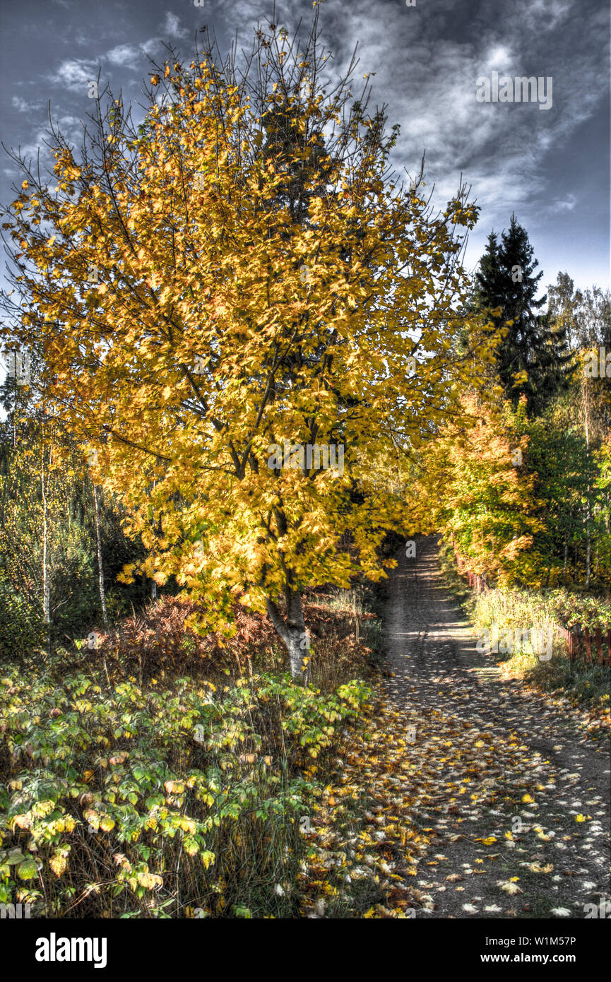 Gold tree hi-res stock photography and images - Alamy