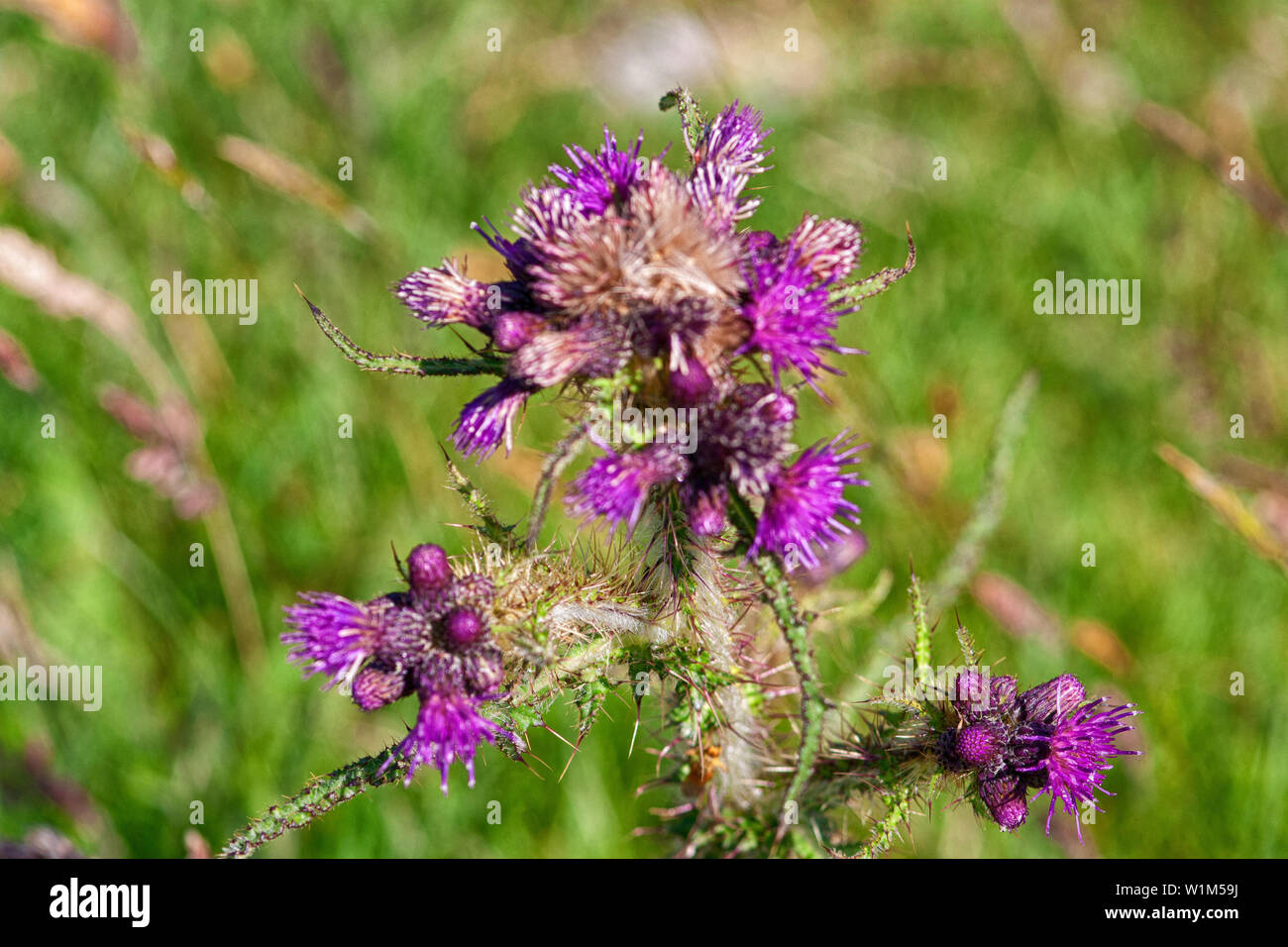 Simple image of a scottish thistle Stock Photo - Alamy