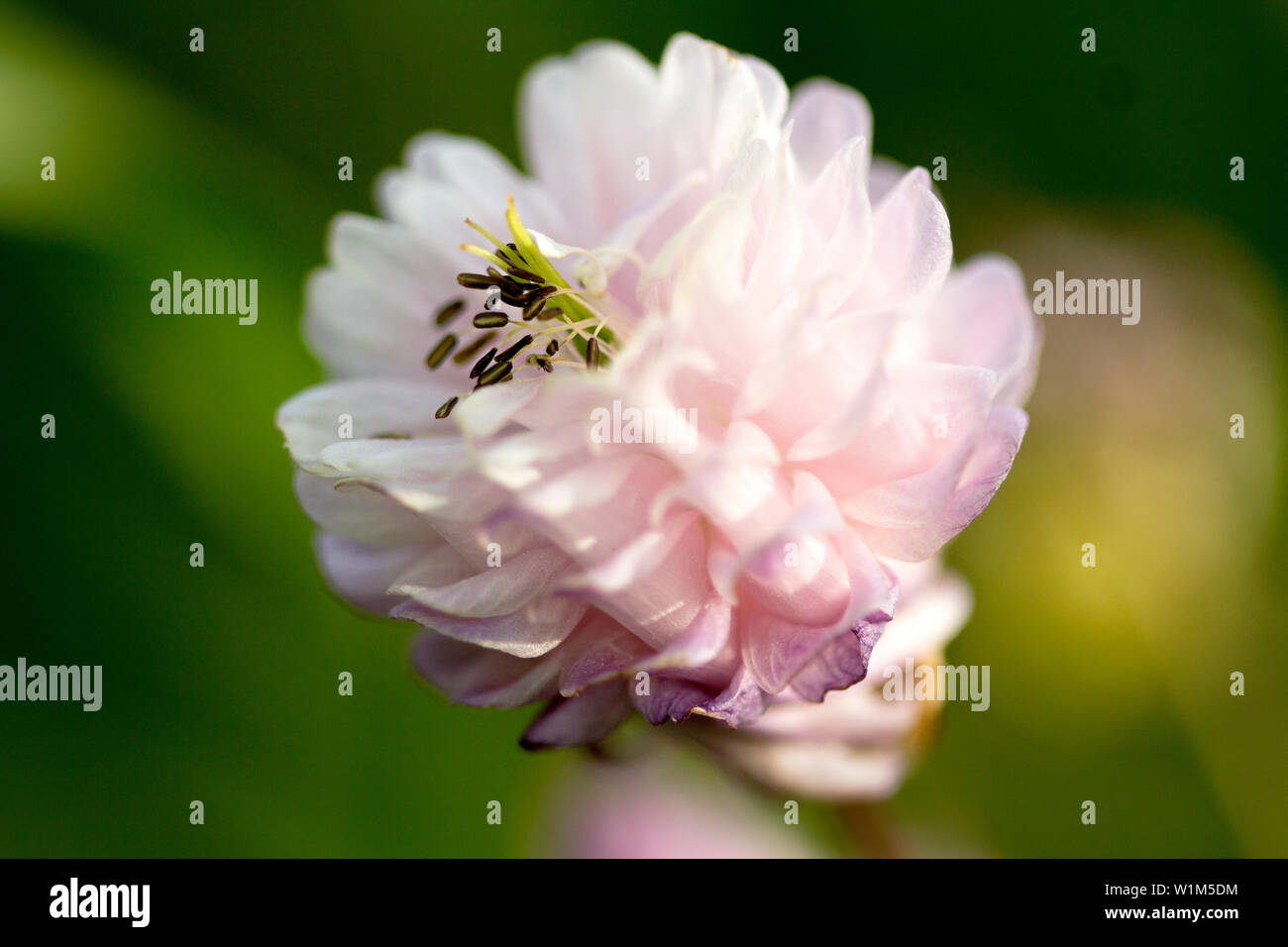 Layers of petals hi-res stock photography and images - Alamy