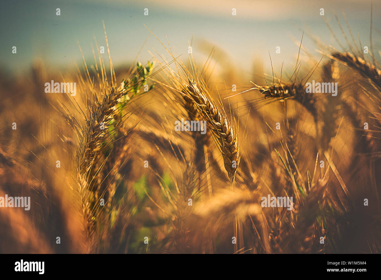 Sun crop hi-res stock photography and images - Alamy